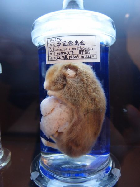 The 10 Best Free Museums In Tokyo You Should Visit