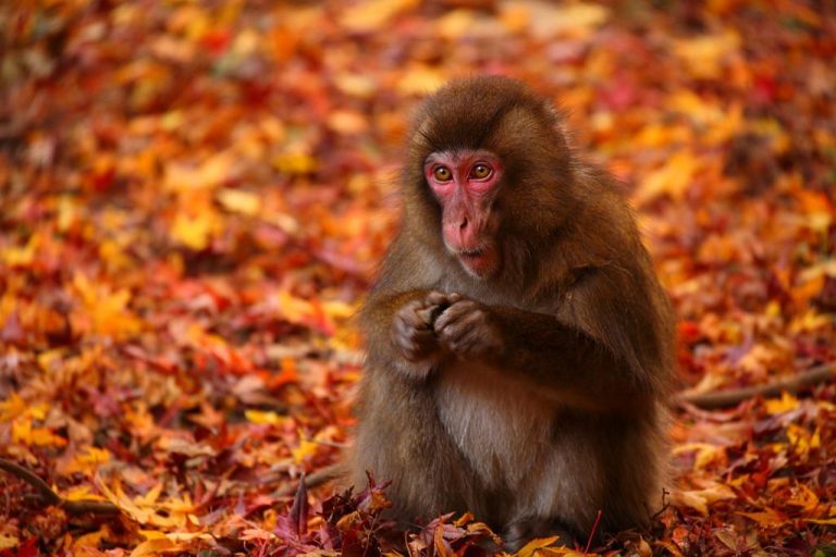 15 Awesome Things To Do In Beppu In 2025 | Travel Guide