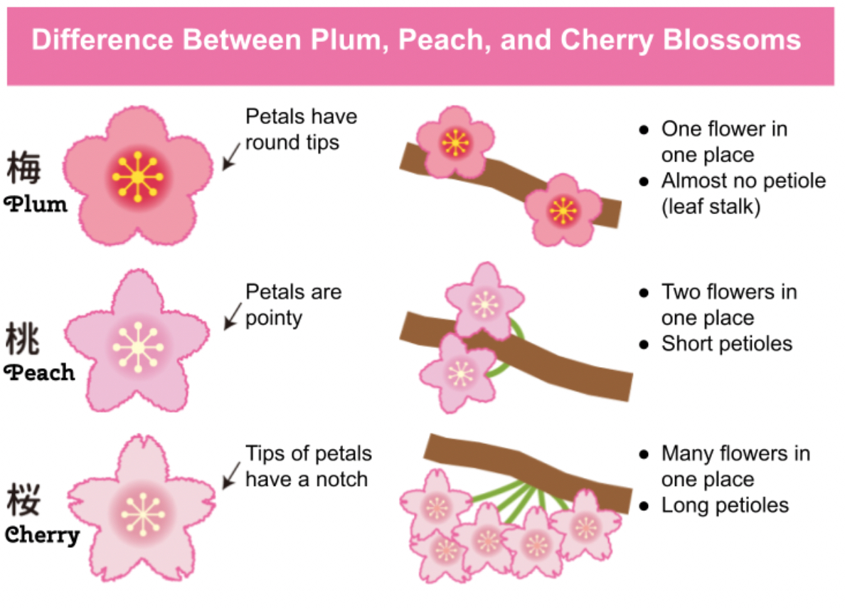 A Complete Guide To Enjoy Peach Blossom In Japan