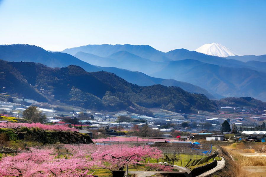 A Complete Guide To Enjoy Peach Blossom In Japan